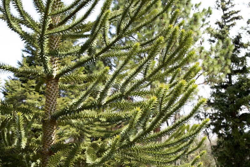 154 Monkey Puzzle Cone Stock Photos - Free & Royalty-Free Stock Photos ...