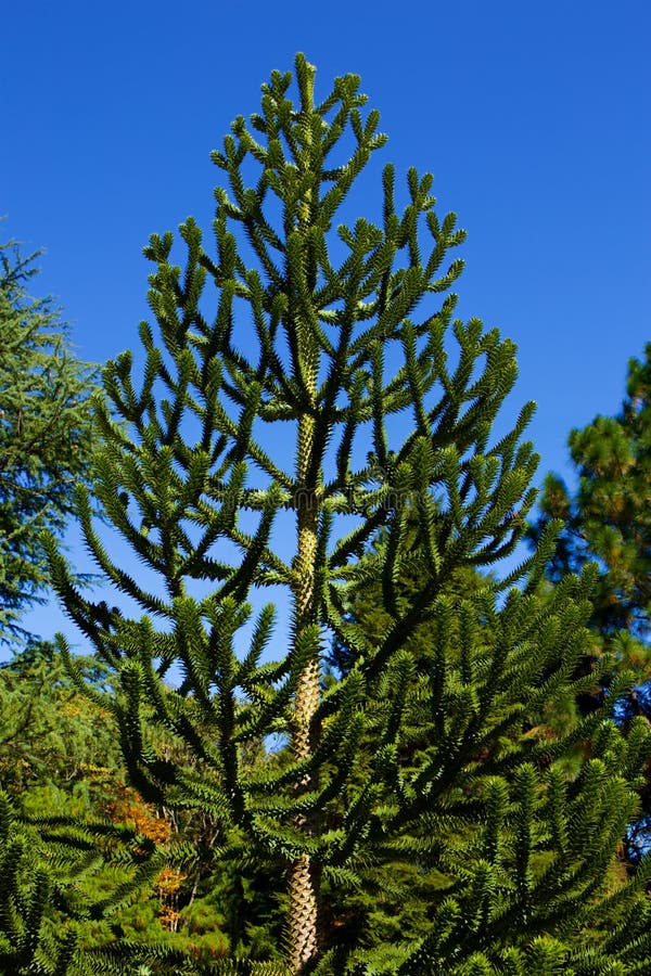 Monkey puzzle tree stock photo. Image of chilean, long - 80455406