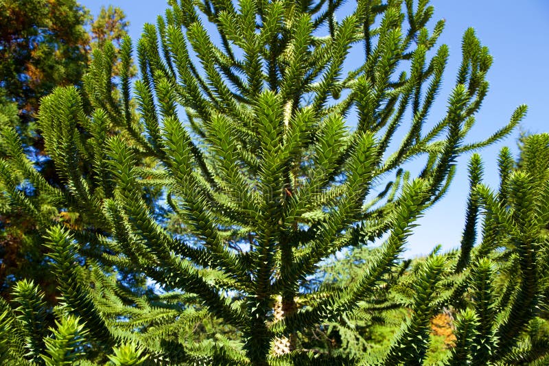 Monkey puzzle tree stock image. Image of chilean, celebration - 80455427