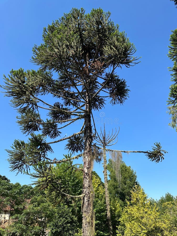 1,144 Monkey Puzzle Tree Stock Photos - Free & Royalty-Free Stock ...