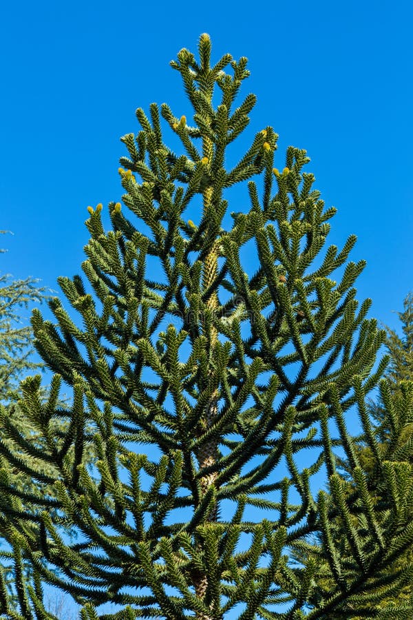 Monkey Puzzle Tree Welcoming Spring. Stock Image - Image of beige ...