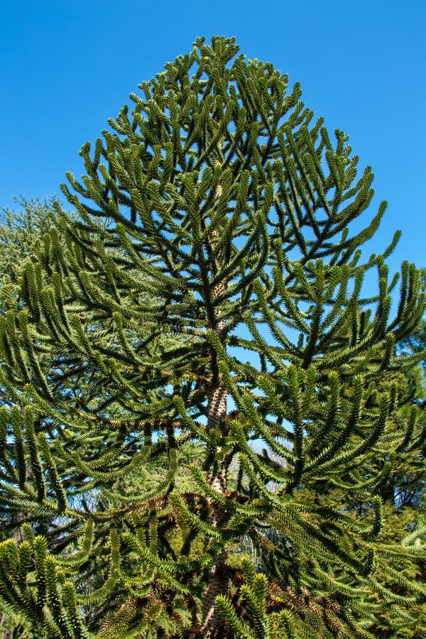 Monkey Puzzle Tree Welcoming Spring. Stock Image - Image of decoration ...
