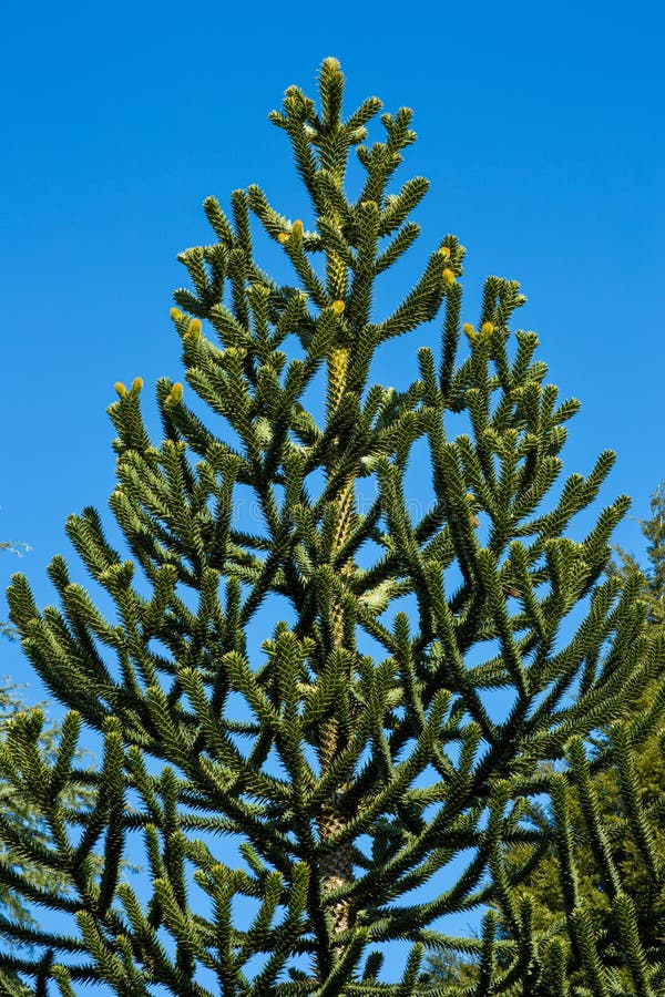 Monkey Puzzle Tree Welcoming Spring. Stock Photo - Image of closeup ...