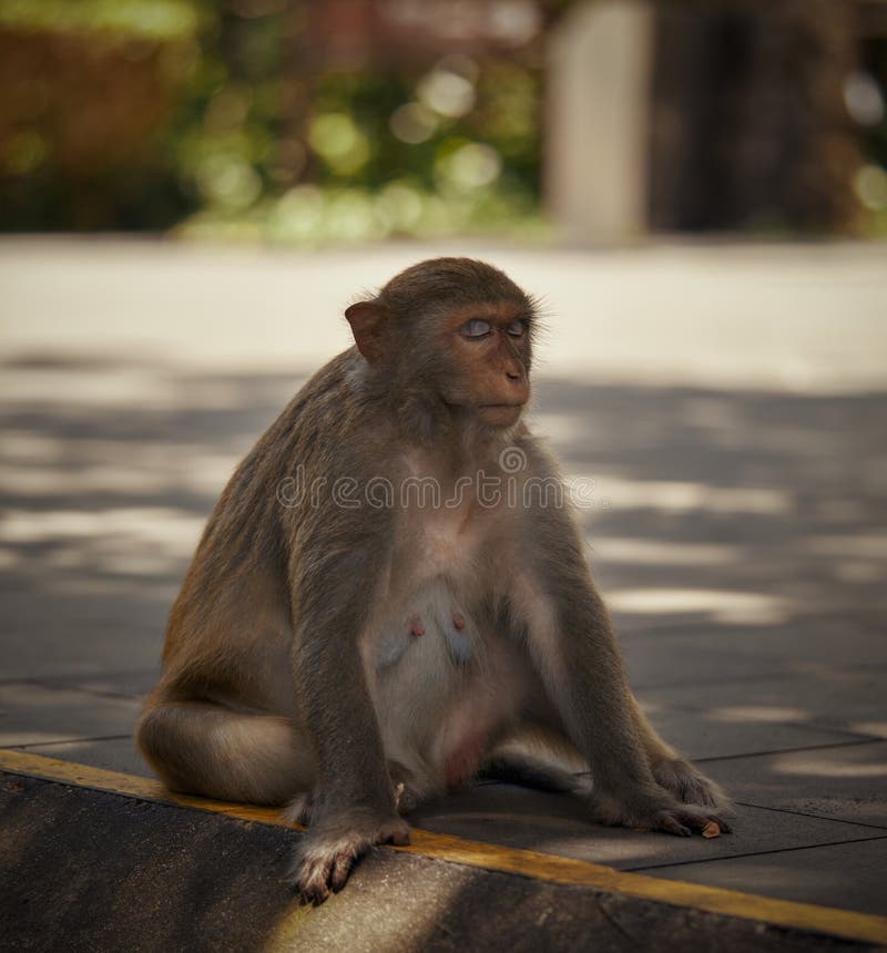 A Curious Monkey is Sitting on the Sidewalk Gazing at the Camera Stock ...
