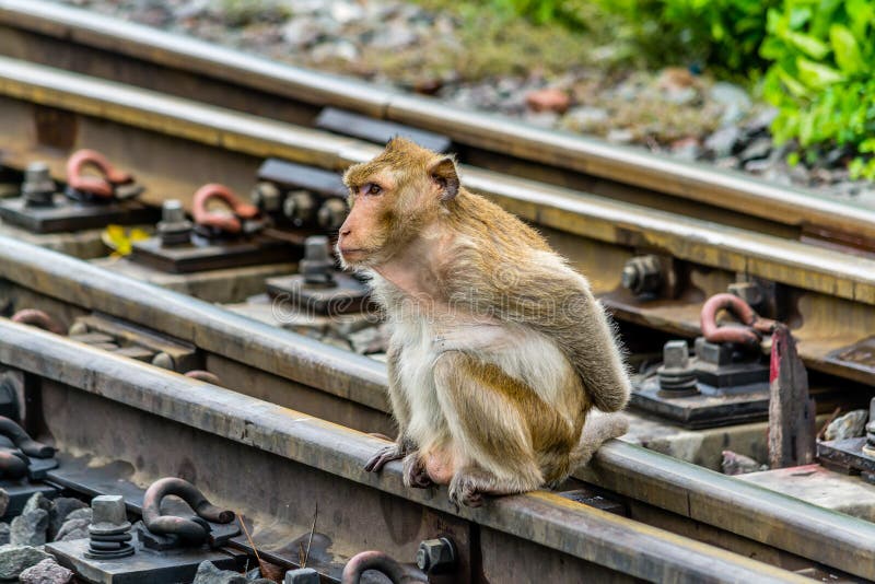 Monkey at the Railway Track Stock Photo - Image of funny, animals ...