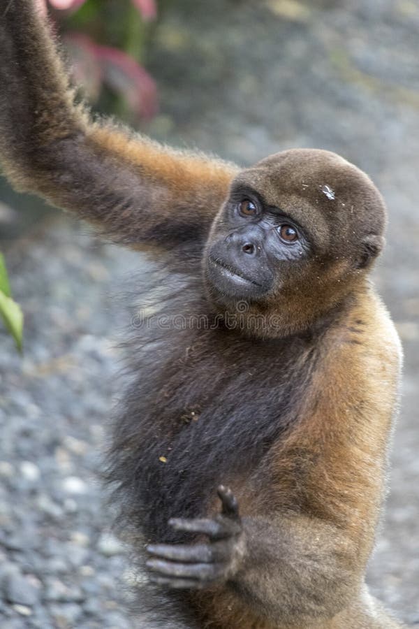 163 Monkey Reaching Photos - Free & Royalty-Free Stock Photos from ...