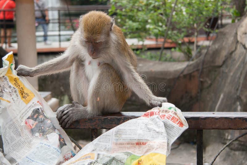 167 Reading Monkey Stock Photos - Free & Royalty-Free Stock Photos from ...