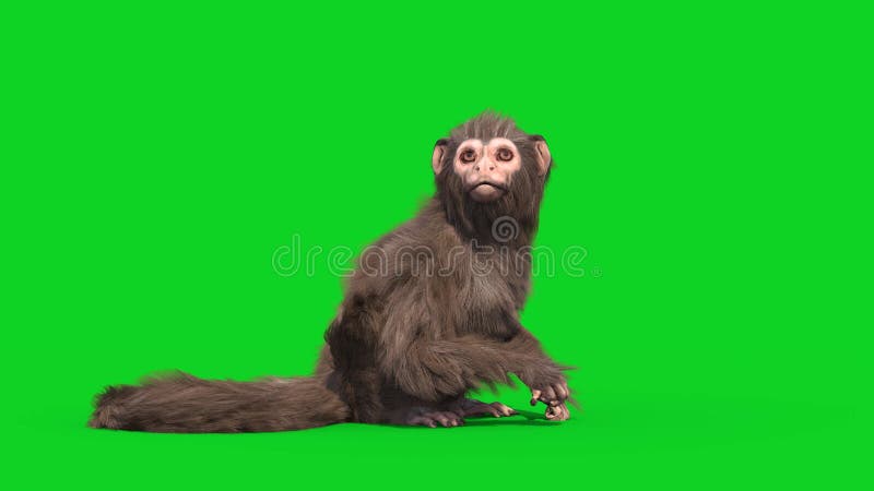 Monkey Real Fur Eat Green Screen Front 3D Rendering Animation 4K Stock ...