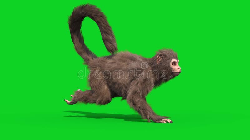 Monkey Real Fur Runcycle Green Screen Loop 3D Rendering Animation 4K ...