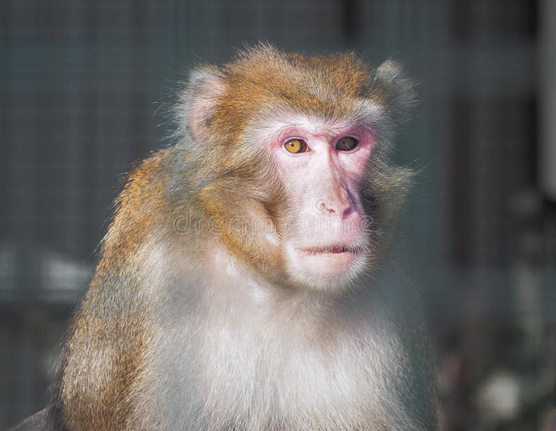 Monkey Red at the Sun Close Up Stock Image - Image of monkey, curious ...