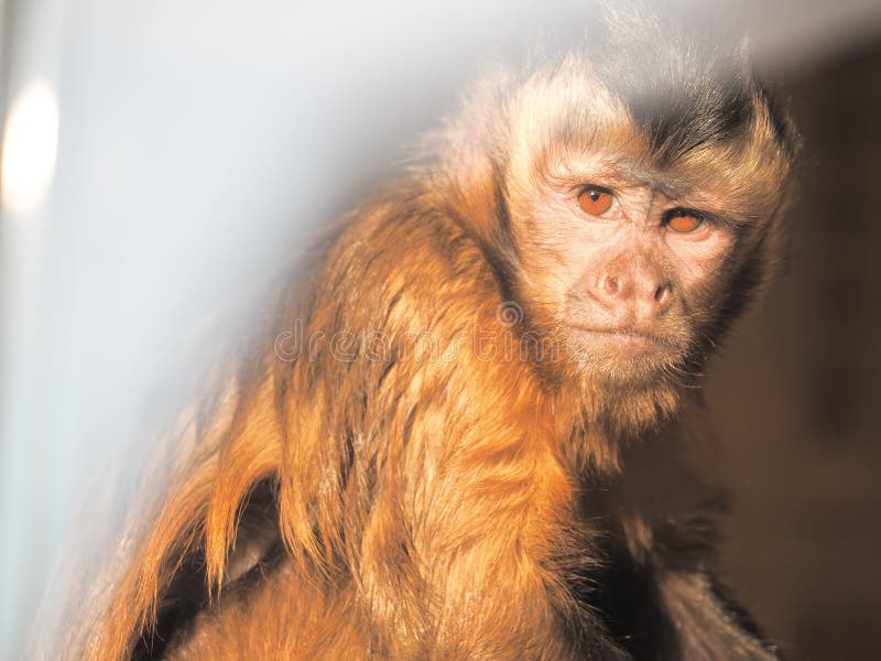 Monkey Red at the Sun Close Up Stock Image - Image of looking, cage ...