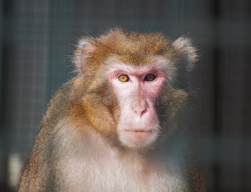 Monkey Red at the Sun Close Up Stock Photo - Image of macaca, asian ...