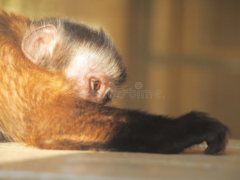 Monkey Red at the Sun Close Up Stock Image - Image of beautiful ...