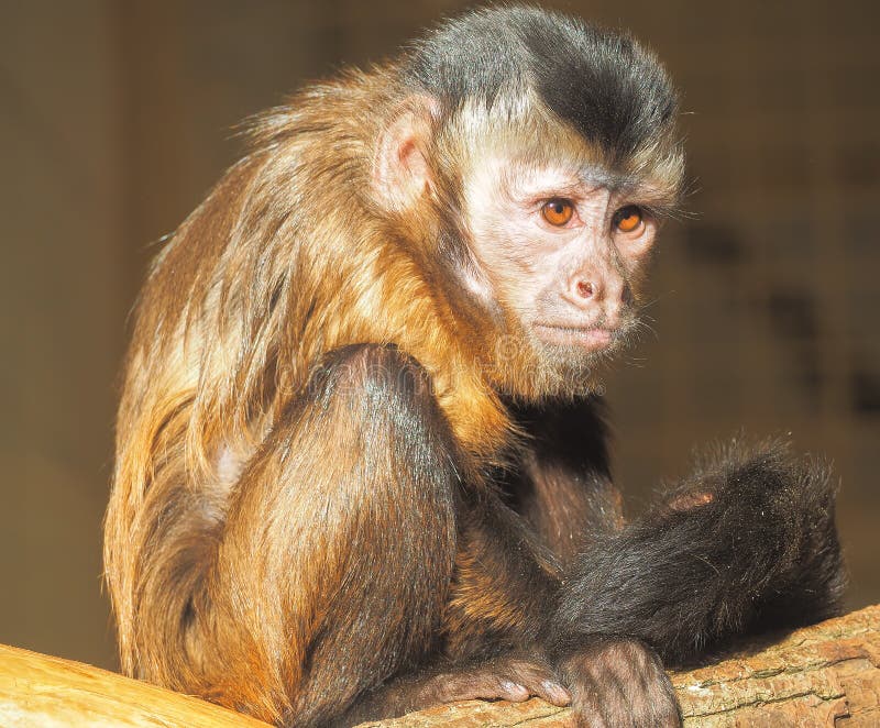 Monkey Red at the Sun Close Up Stock Photo - Image of face, bright ...