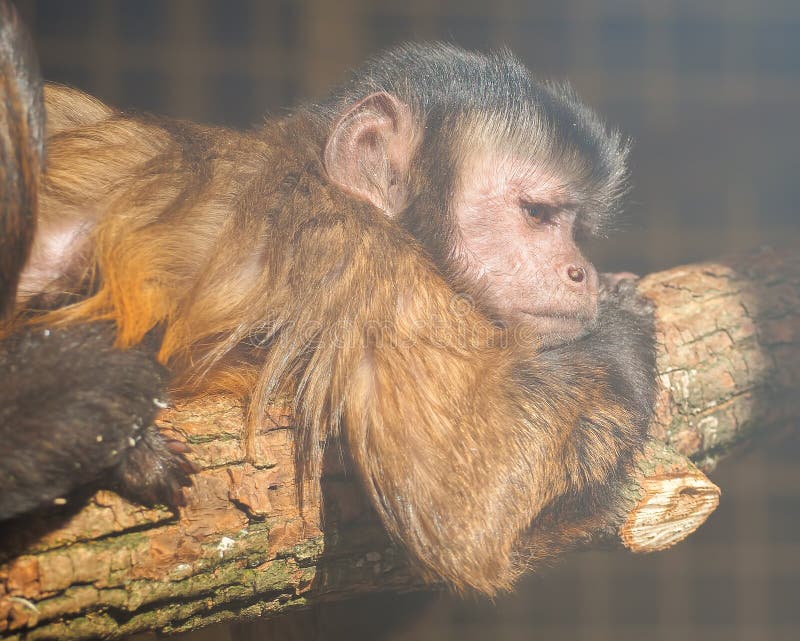 Monkey Red at the Sun Close Up Stock Image - Image of cleaning ...