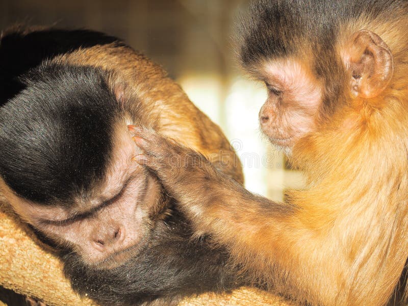 Monkey Red at the Sun Close Up Stock Photo - Image of longtailed ...