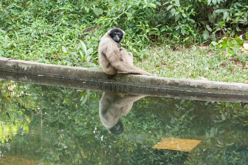 Monkey Reflection - a Natural Optical Illusion Stock Photo - Image of ...