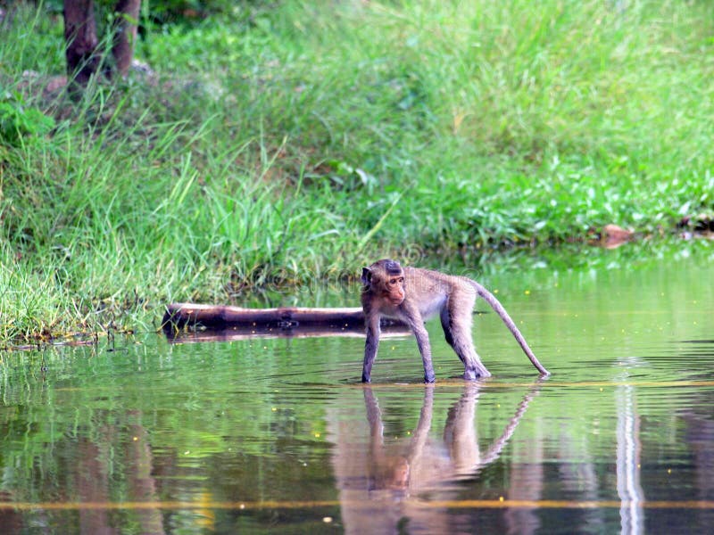 Monkey with reflection stock image. Image of green, forest - 55918411