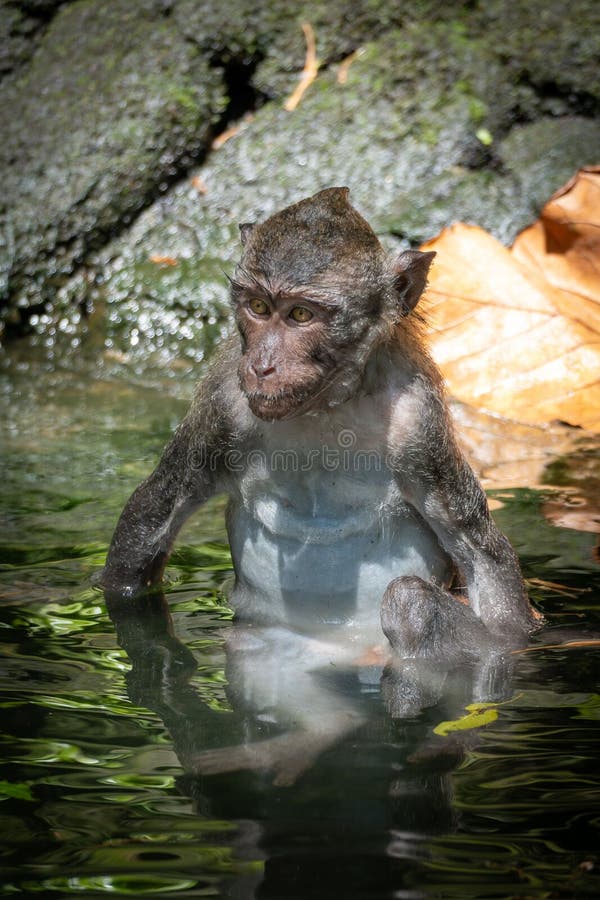 Monkey in Reflective Pool stock image. Image of fauna - 365267623