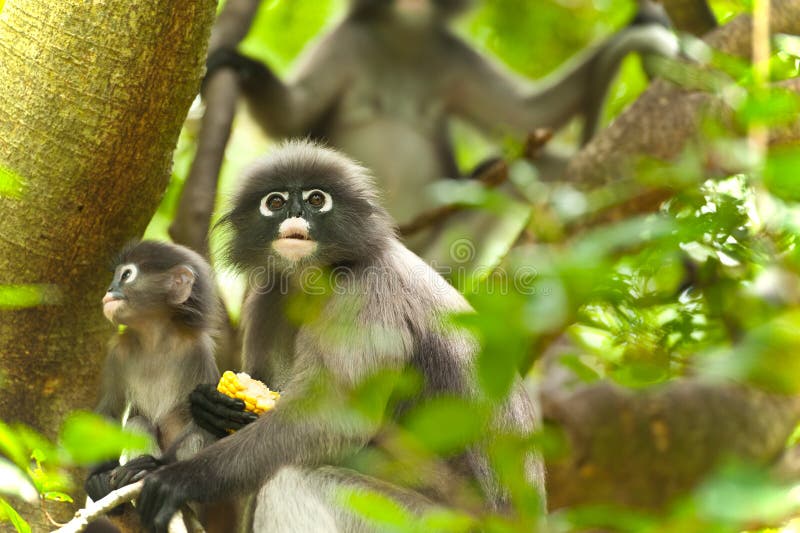 Monkey (reid Del Obscura De Los Presbytis) Foto de archivo - Imagen de ...