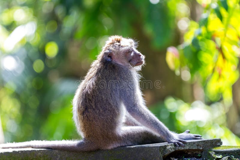Monkey in Relax, Ubud Forest, Bali Stock Image - Image of monkey ...