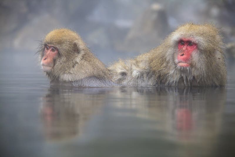 Monkey is relaxation stock image. Image of stone, japanmonkey - 47048895
