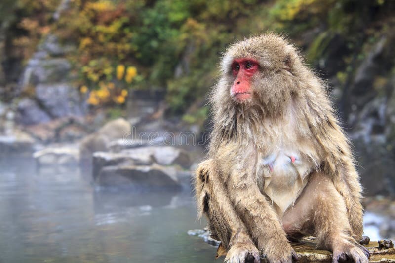 Monkey is relaxation stock image. Image of stone, japanmonkey - 47048895