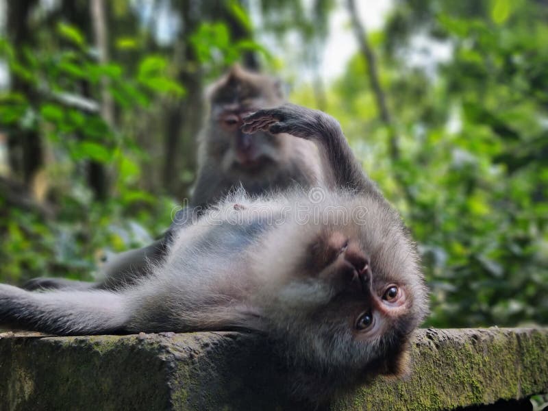 Monkey relaxed morning stock image. Image of indonesia - 254198575