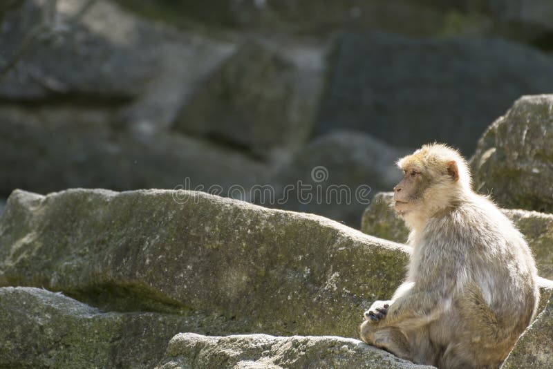 Ape Poses Photos - Free & Royalty-Free Stock Photos from Dreamstime