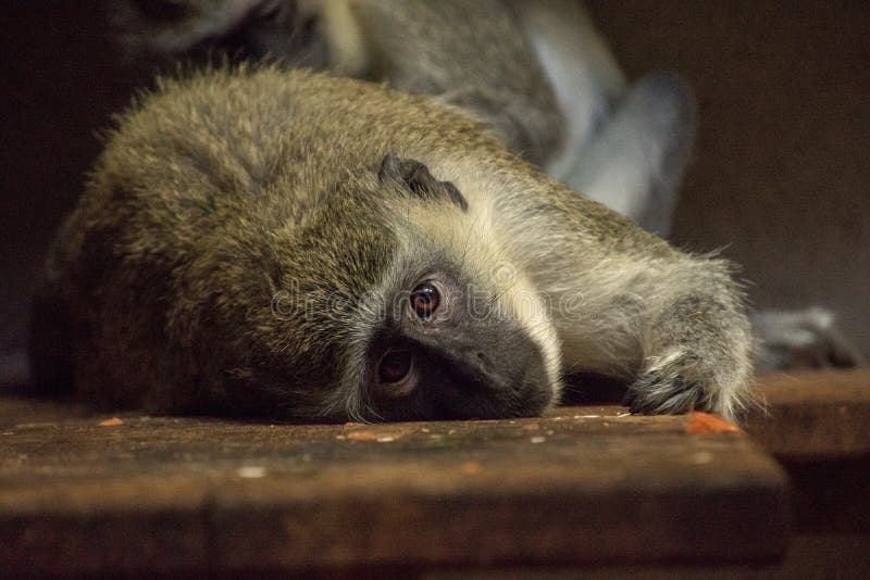 Monkey stock photo. Image of monkey, look, relax, animal - 113868824