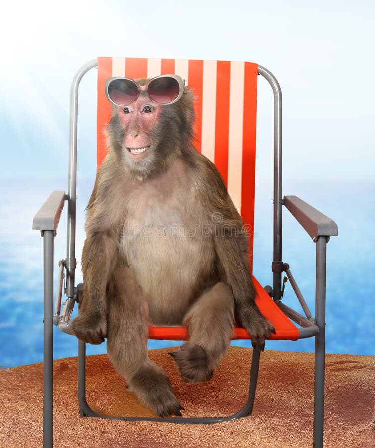 Monkey Relaxing on a Beach Chair Stock Image - Image of coast, plastic ...