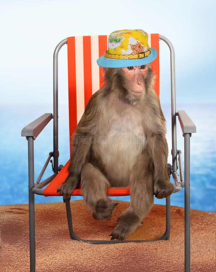 Monkey Relaxing on a a Beach Chair Stock Image - Image of ocean, beach ...