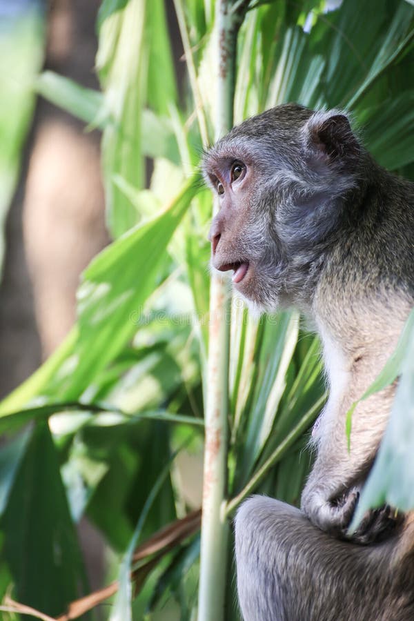 Monkey stock image. Image of close, primate, mammal, orangutan - 35959037