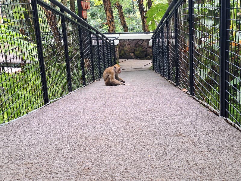 The Monkey is Relaxing in the Middle of the Pathway. Stock Photo ...