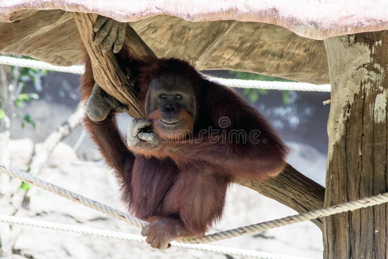 Monkey relaxing stock photo. Image of closeup, hear, animal - 61233460