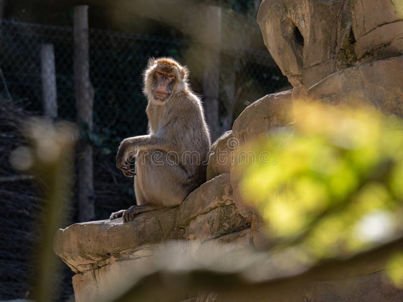 Monkey Relaxing on a Sunny Rock Stock Image - Image of perch ...