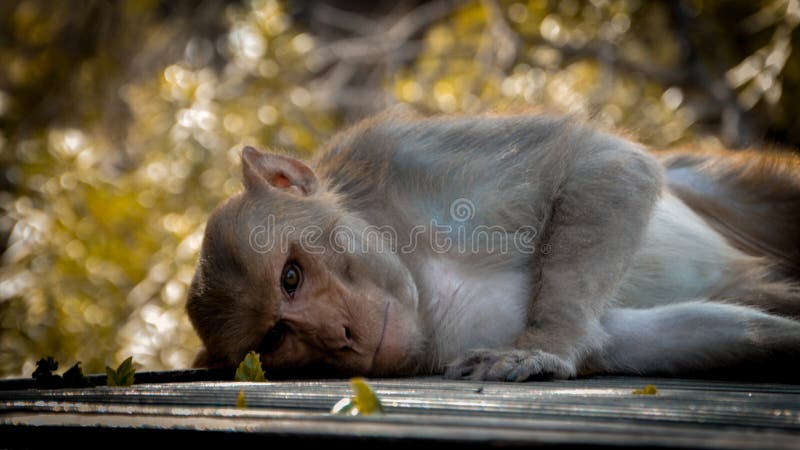 Monkey rest on the day stock photo. Image of gardan, delhi - 89484808