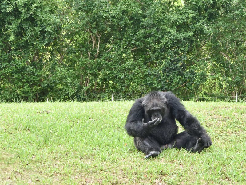 Monkey stock photo. Image of king, summer, rest, tree - 95412840