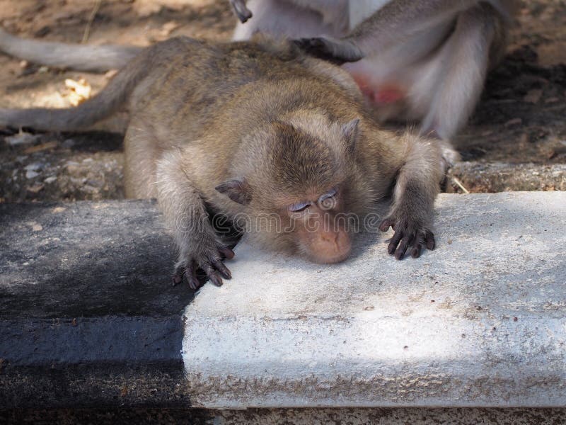 Monkey stock image. Image of monkeys, funny, herd, animals - 95286497