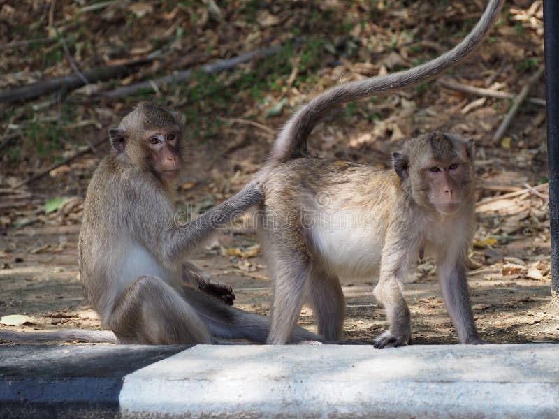 Monkey stock image. Image of herd, funny, business, children - 95286551