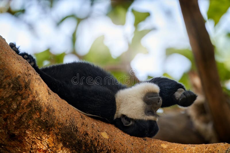 Monkey Rest Relaxation Break on the Tree Trunk. Black-and-white Colobus ...