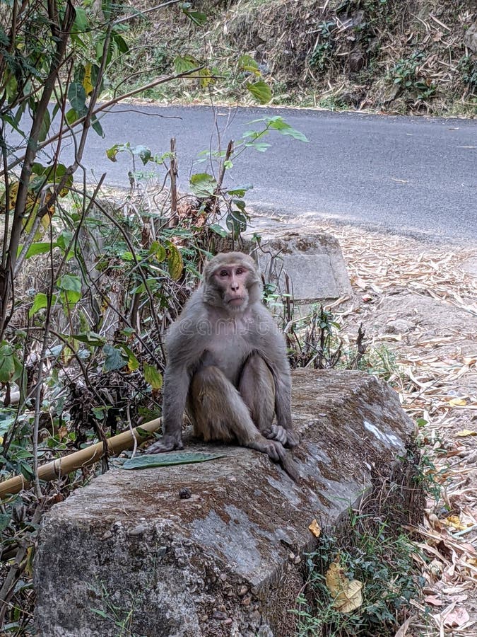 Monkey rest time road side stock photo. Image of plant - 215226254