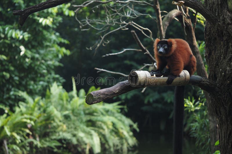Monkey Resting on a Bamboo Branch in a Lush Forest Stock Photo - Image ...