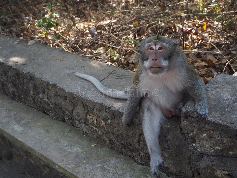 The Monkey Resting in the Jungle Stock Photo - Image of forest, mammal ...