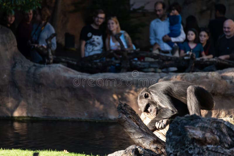 Monkey resting in the sun editorial image. Image of relax - 181547635