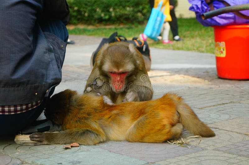 The Monkey is Resting, on the Side of the Man Who Trains the Monkey ...
