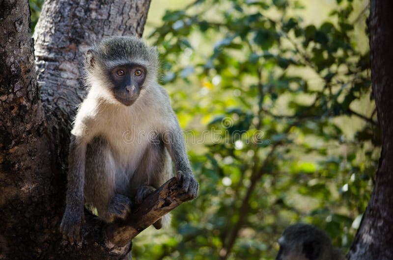 Monkey resting in a tree stock photo. Image of park, africa - 73751596