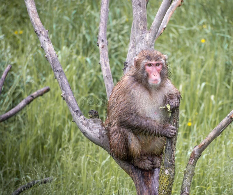 Monkey resting in a tree stock photo. Image of park - 105432490