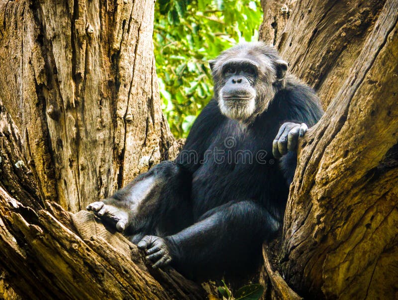 Monkey resting on a tree stock image. Image of monkey - 145938143