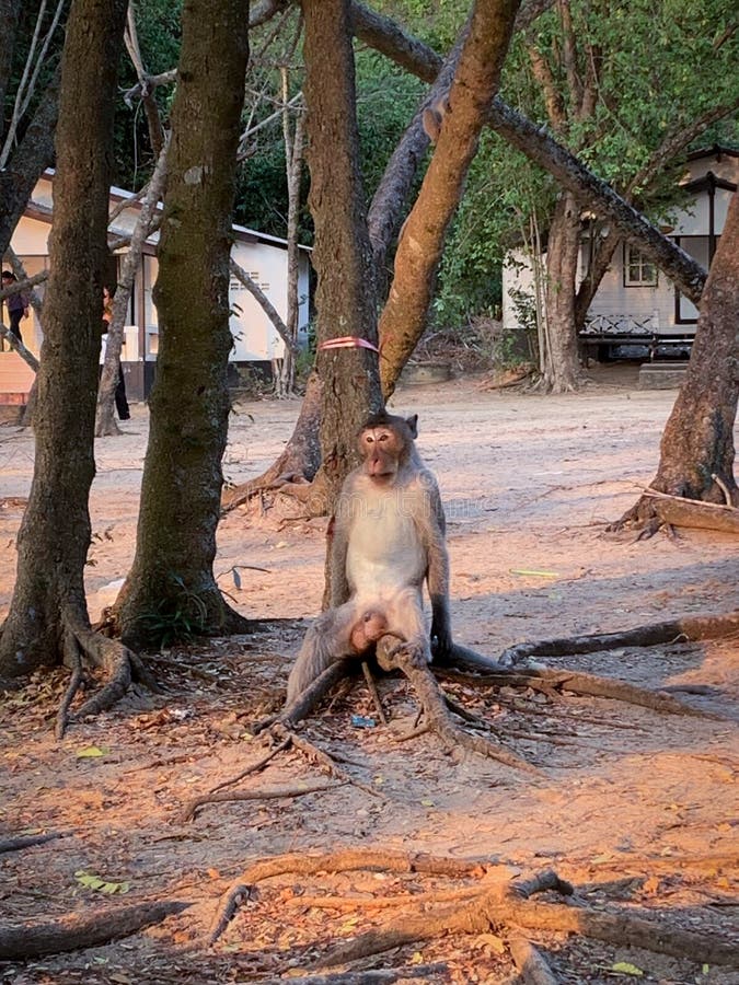 The Monkey is Resting Under the Tree. Stock Image - Image of resting ...